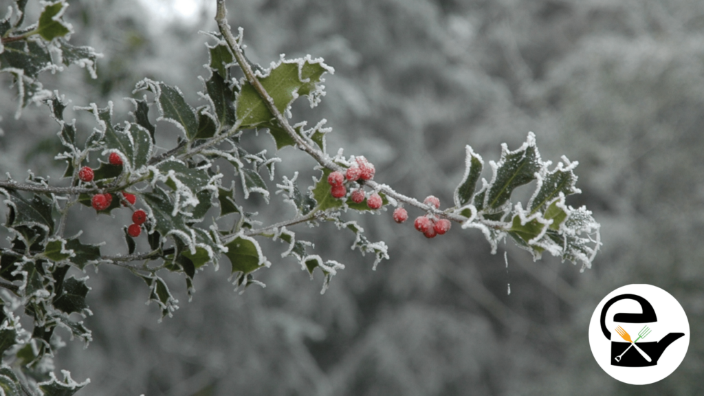 Winter Solstice For the All-Year Gardener: Learn how to harvest from ...