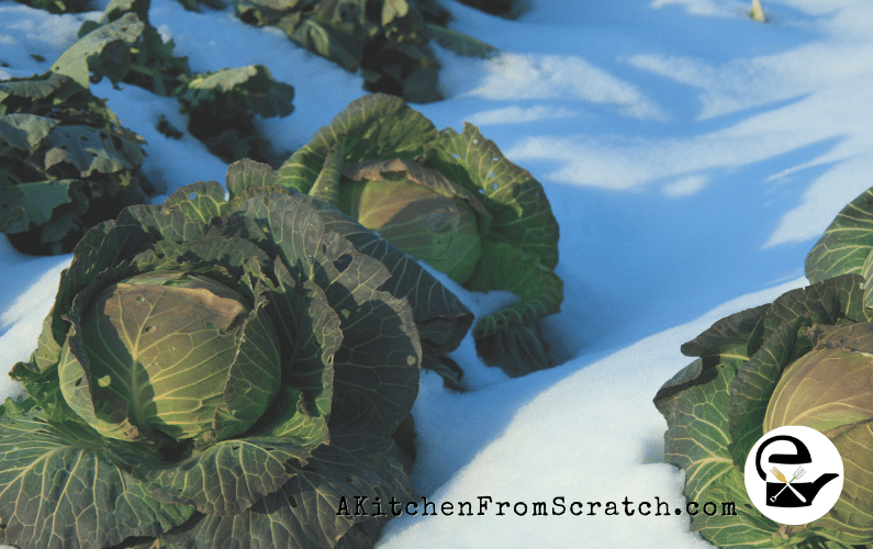 Winter Solstice For the All-Year Gardener: Learn how to harvest from ...